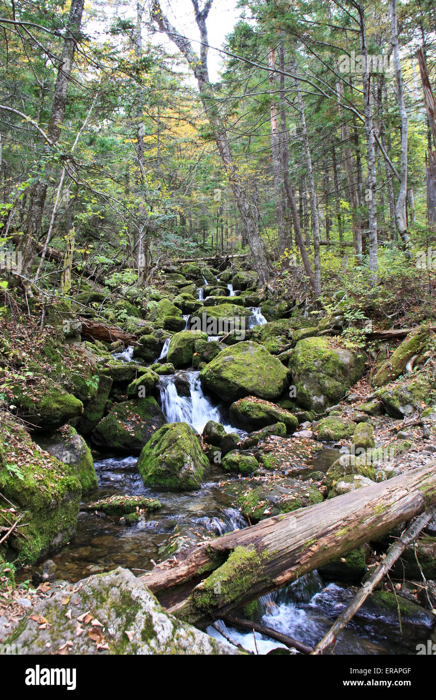 Secluded area of dense forest and a stream in the mountains Stock Photo ...