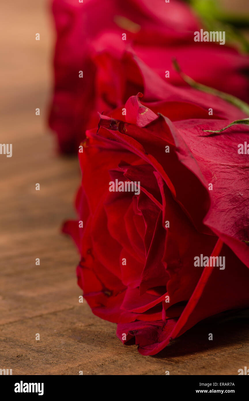 Lined up blooms hi-res stock photography and images - Alamy