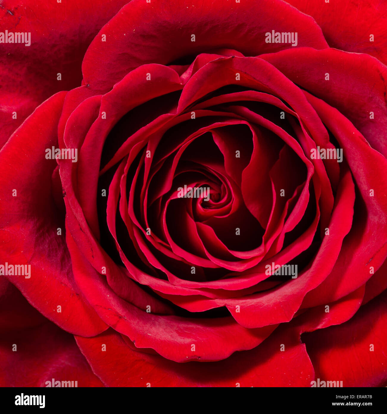 Single red rose close up showing petals Stock Photo - Alamy