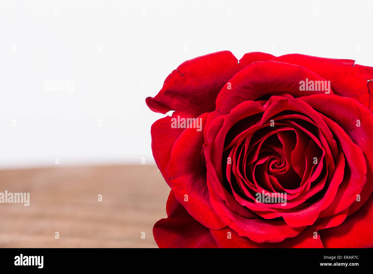 Red rose in corner on table with room for text Stock Photo - Alamy
