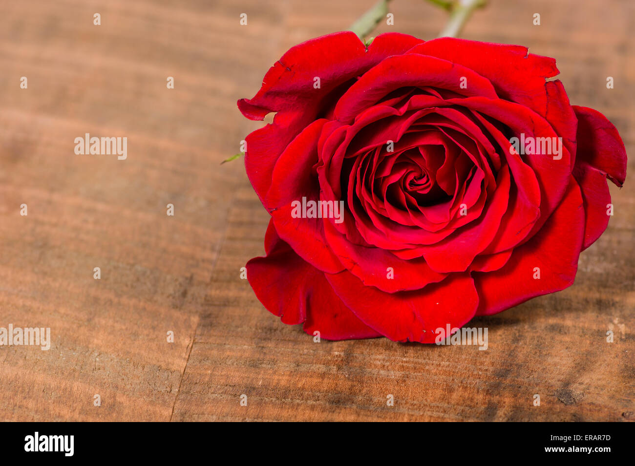 Red rose on a rough wooden table Stock Photo - Alamy