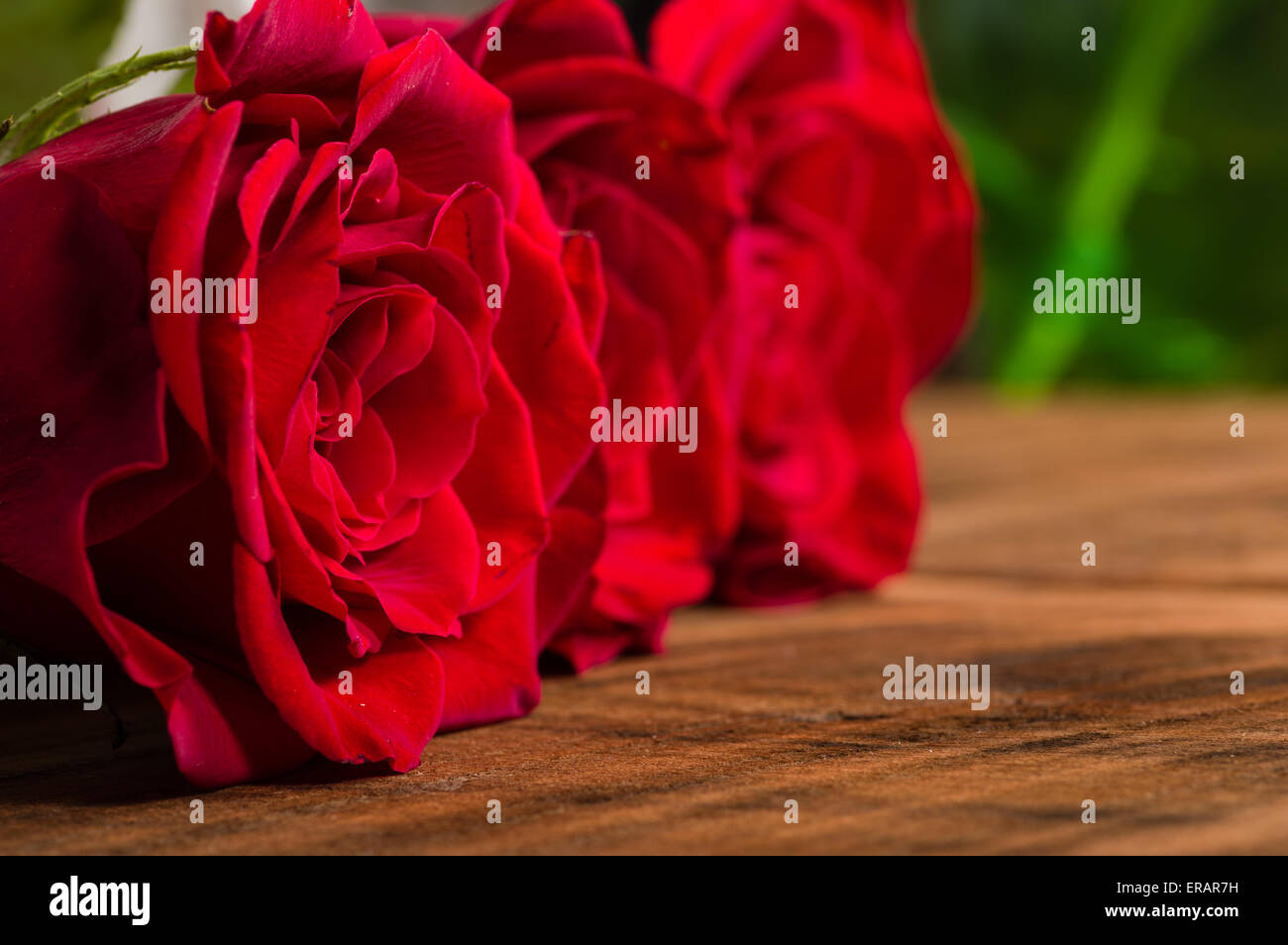 Close up of three bright red roses Stock Photo - Alamy