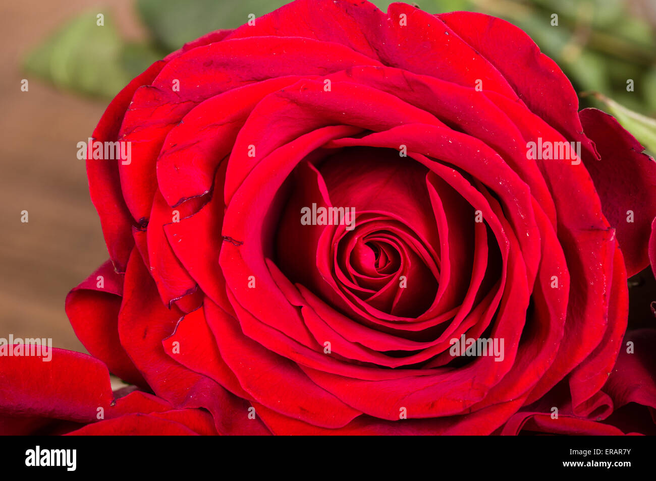 Single red rose showing details of the petals Stock Photo - Alamy