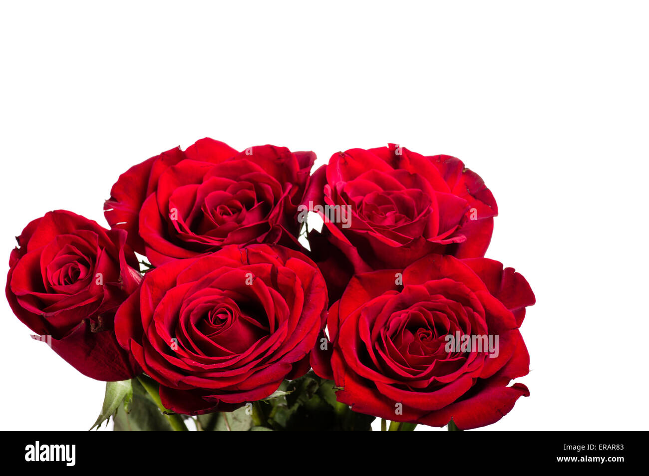 Group of bright red roses isolated on white Stock Photo - Alamy