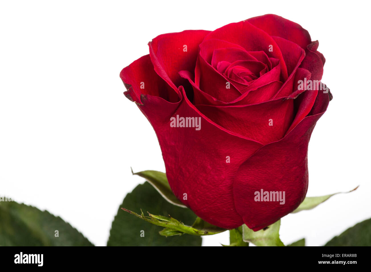 A single bright red rose isolated on white Stock Photo - Alamy