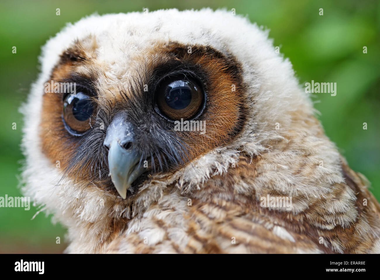 Flying ural owl hi-res stock photography and images - Alamy