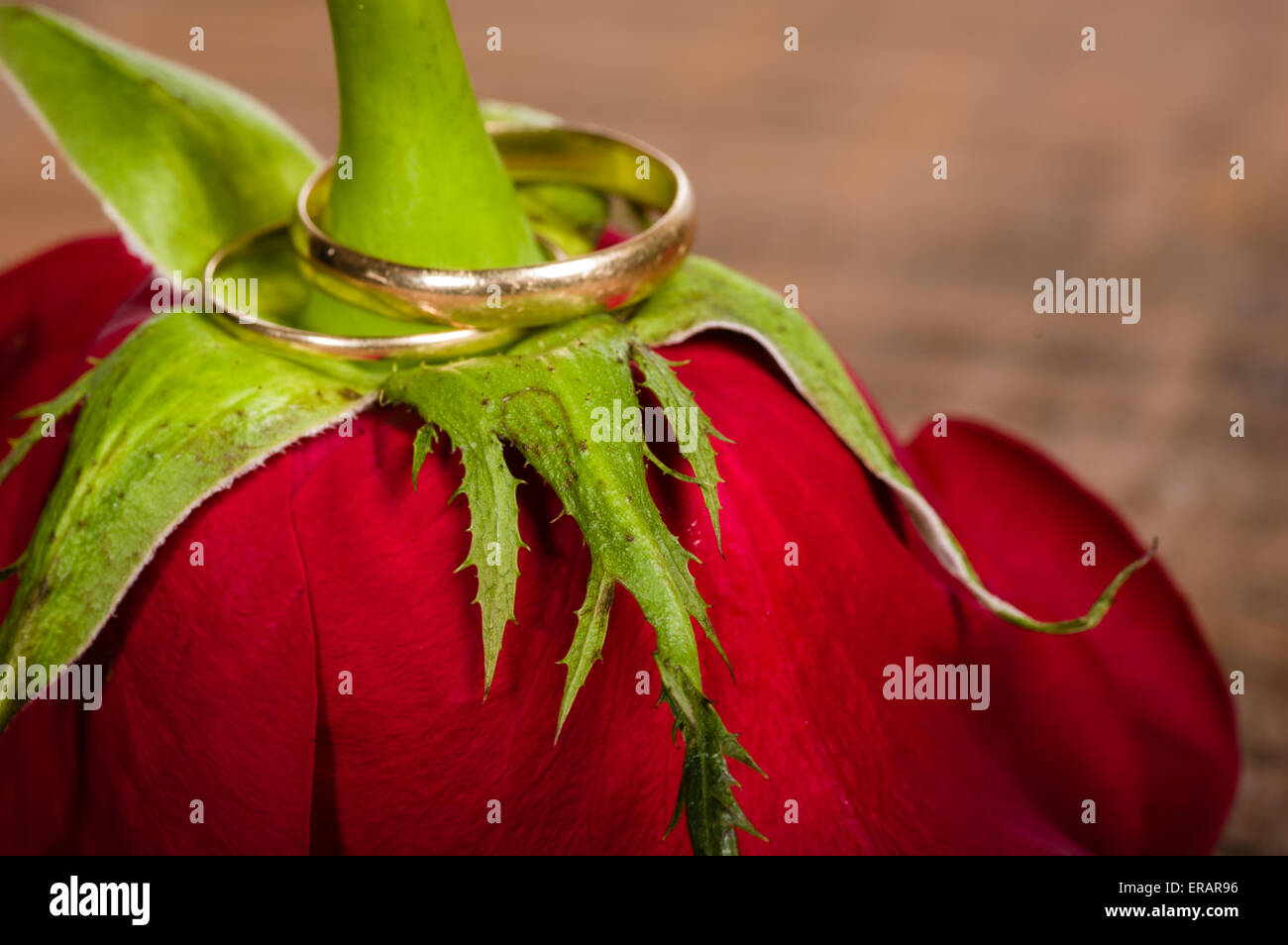 A red rose with gold wedding bands Stock Photo - Alamy