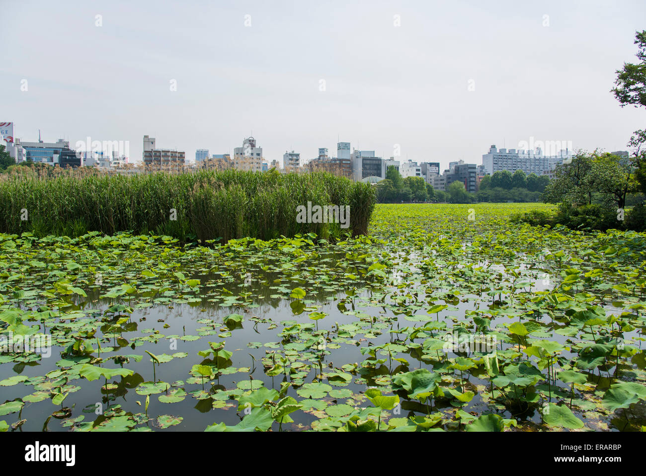 Shinobazu Pond,Ueno Park,Taito-Ku,Tokyo,Japan Stock Photo - Alamy