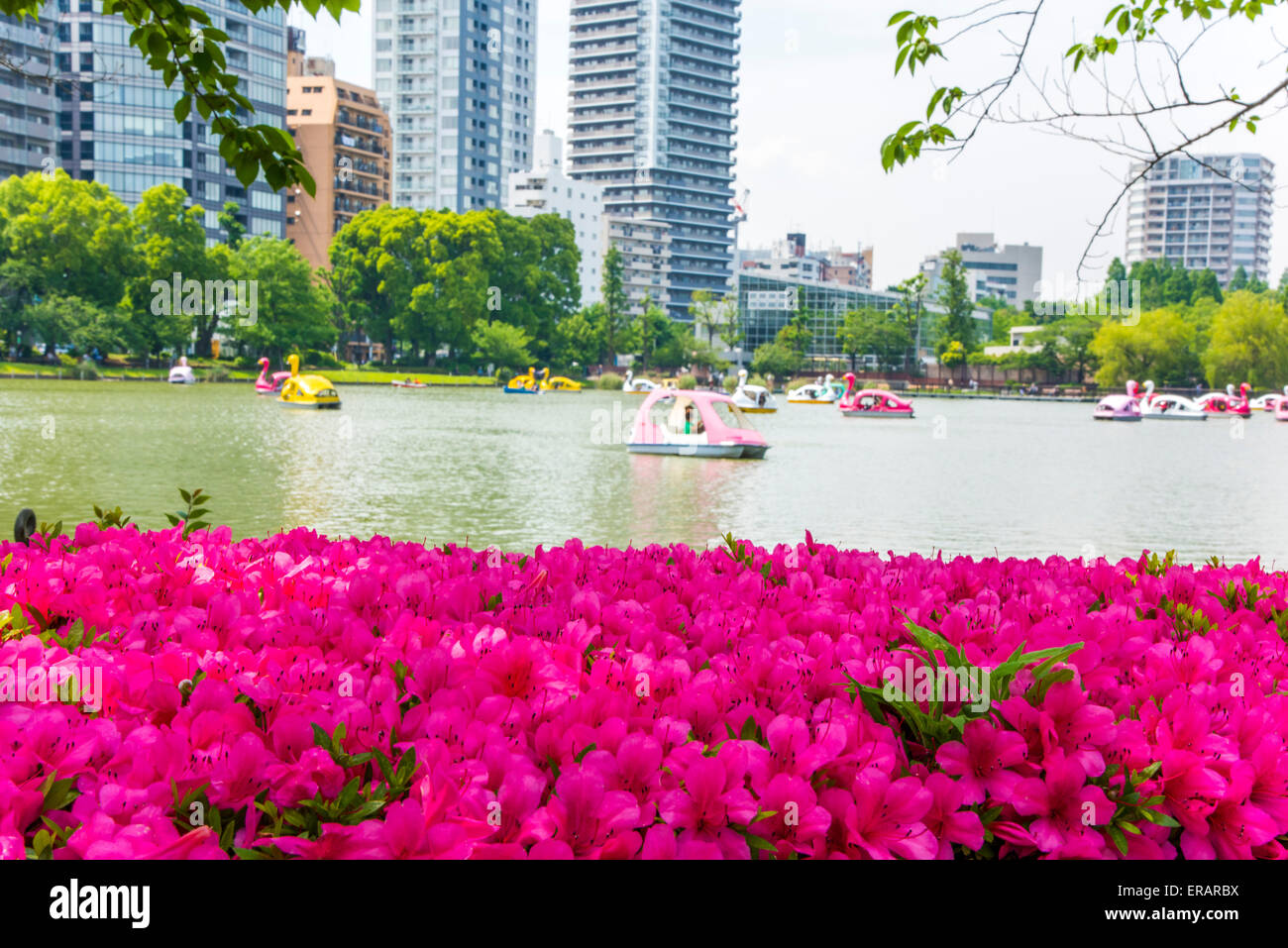Shinobazu Pond,Ueno Park,Taito-Ku,Tokyo,Japan Stock Photo - Alamy