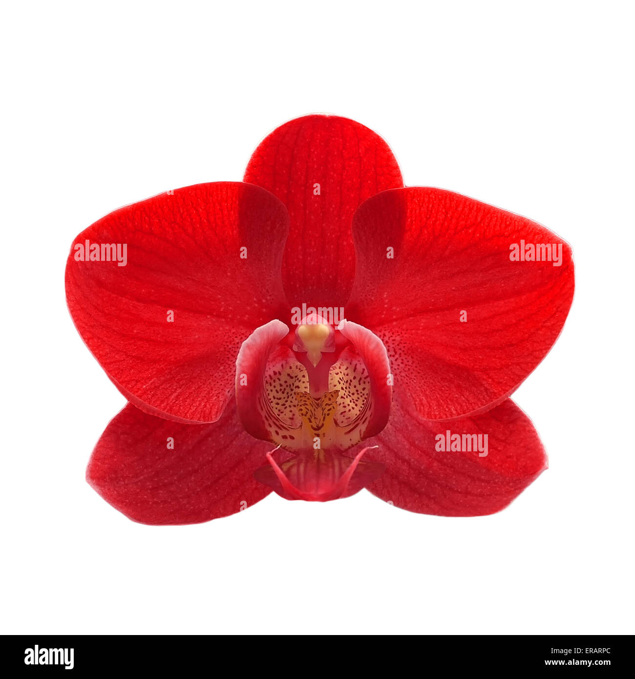 exotic red color orchid flower isolated on white background Stock Photo ...