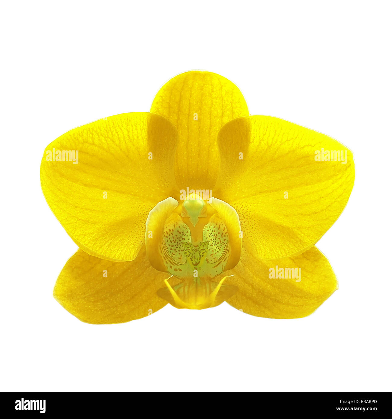 exotic yellow color orchid flower isolated on white background Stock ...