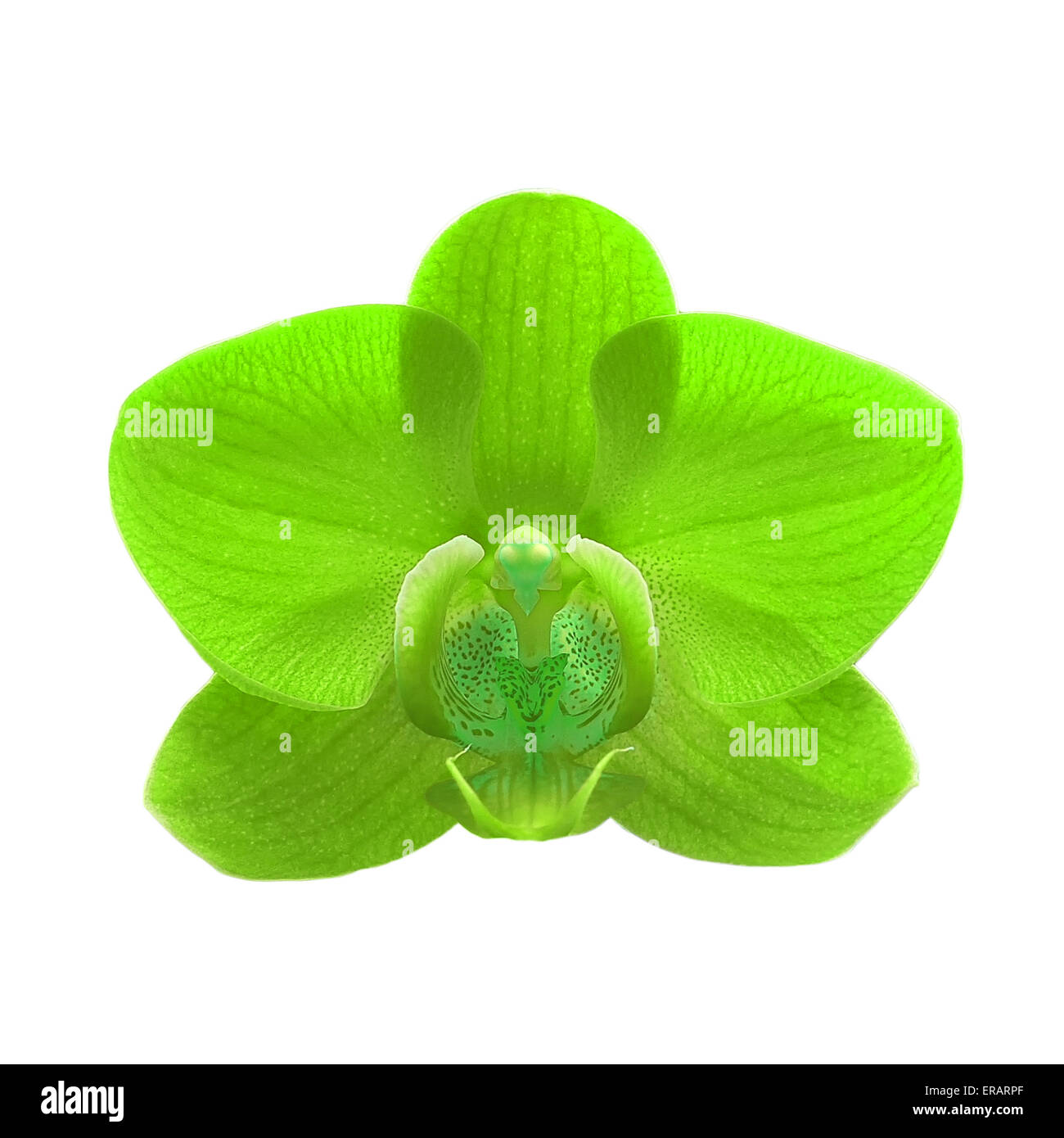 exotic green color orchid flower isolated on white background Stock ...