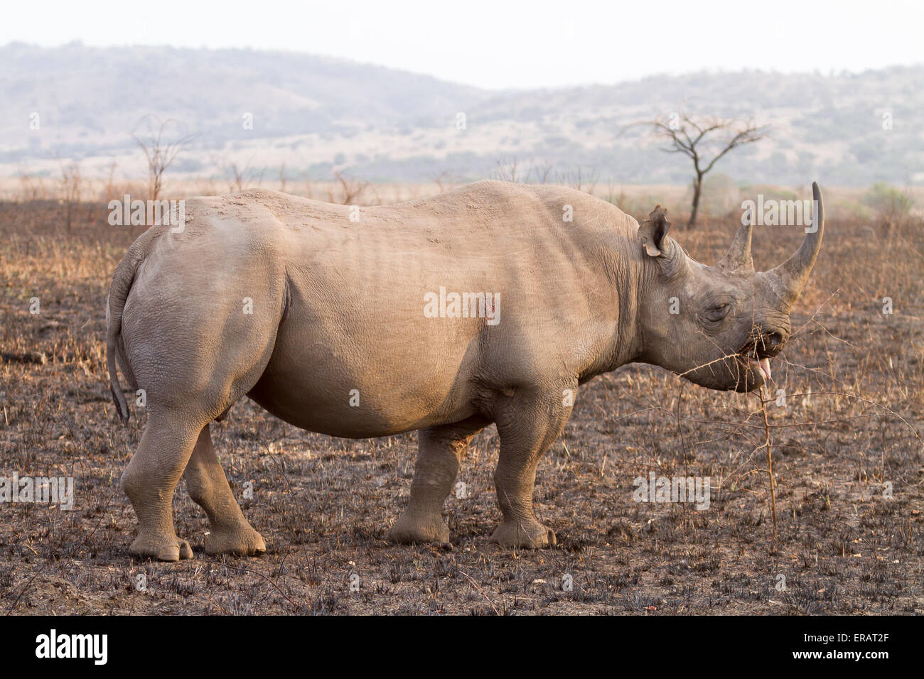 Charging Black Rhino