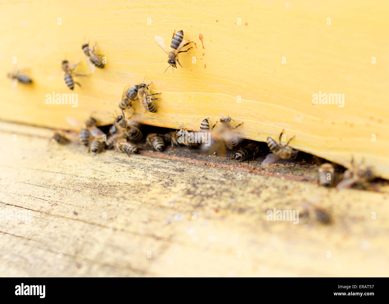 Honey bees are flying in and out of an yellow hive gathering pollen for ...