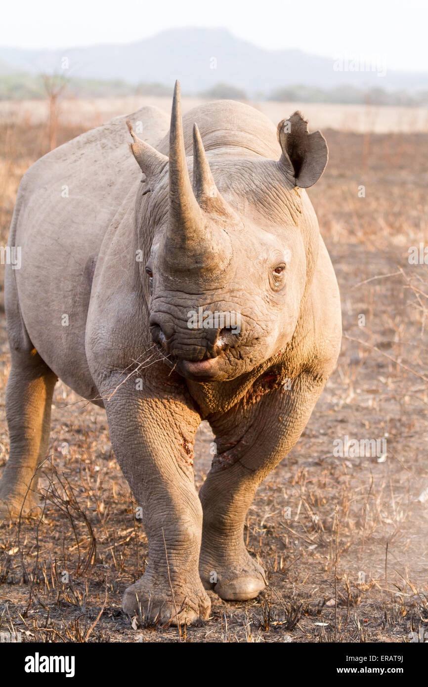 Rhino Charging At Person