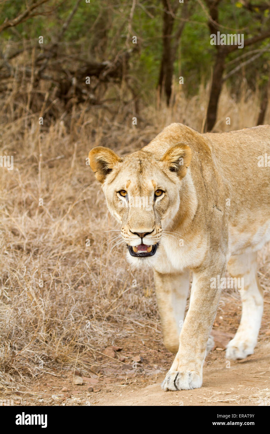 Wild Africa Lioness (Panthera leo) makes eye contact with camera ...