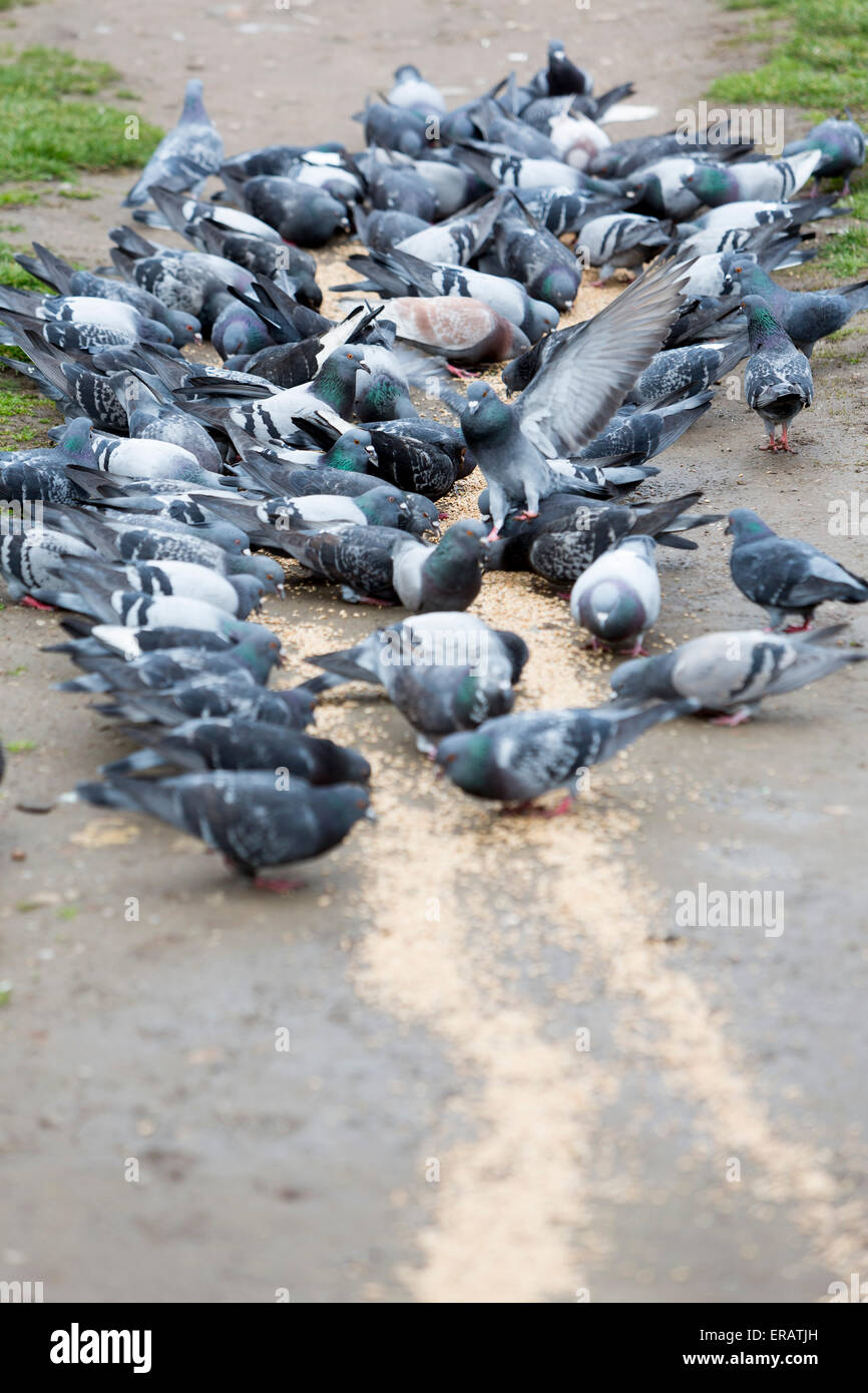 Eating pigeons hi-res stock photography and images - Alamy