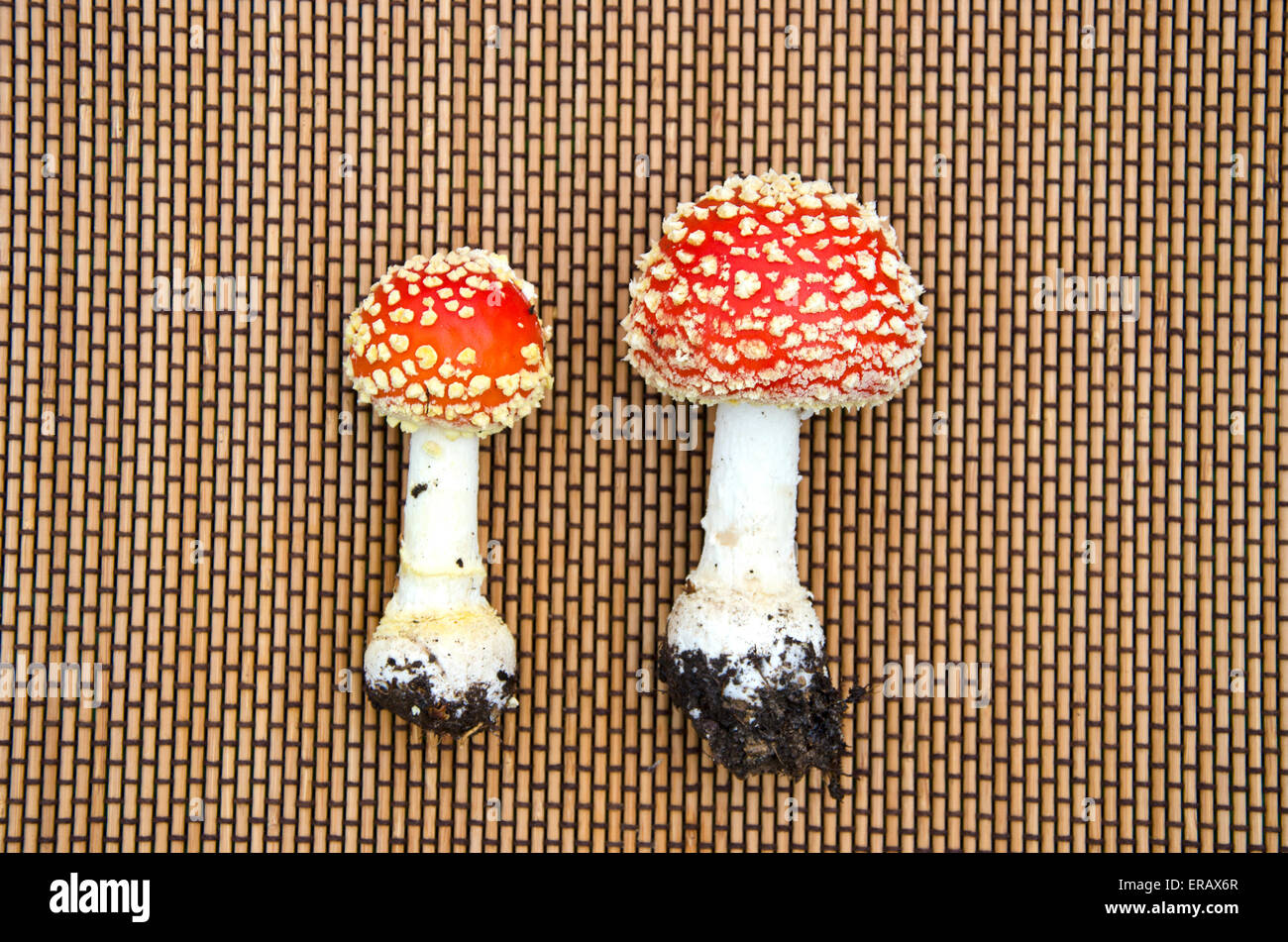 Mushrooms and toadstools hi-res stock photography and images - Alamy