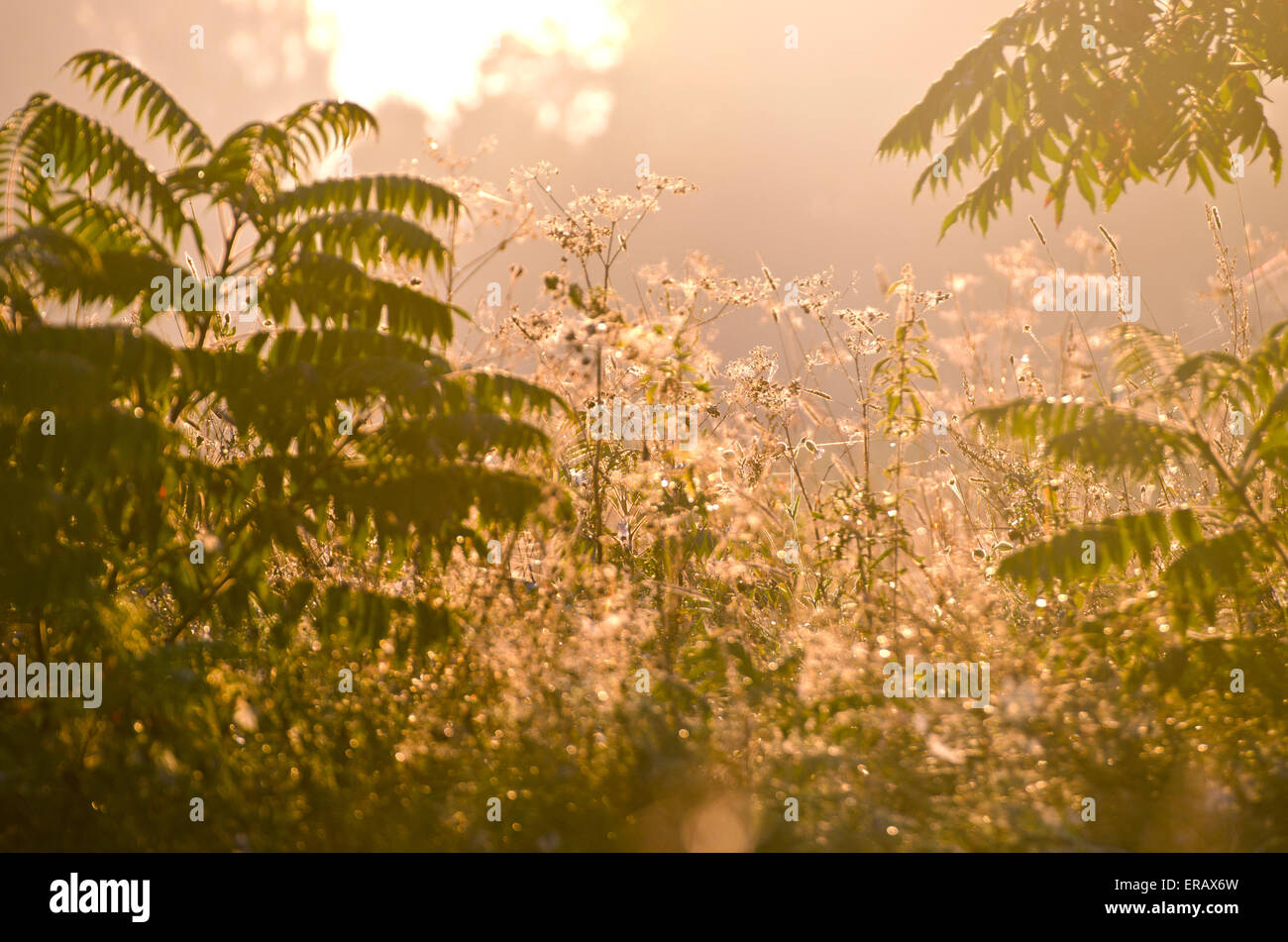 Dewy morning hi-res stock photography and images - Alamy