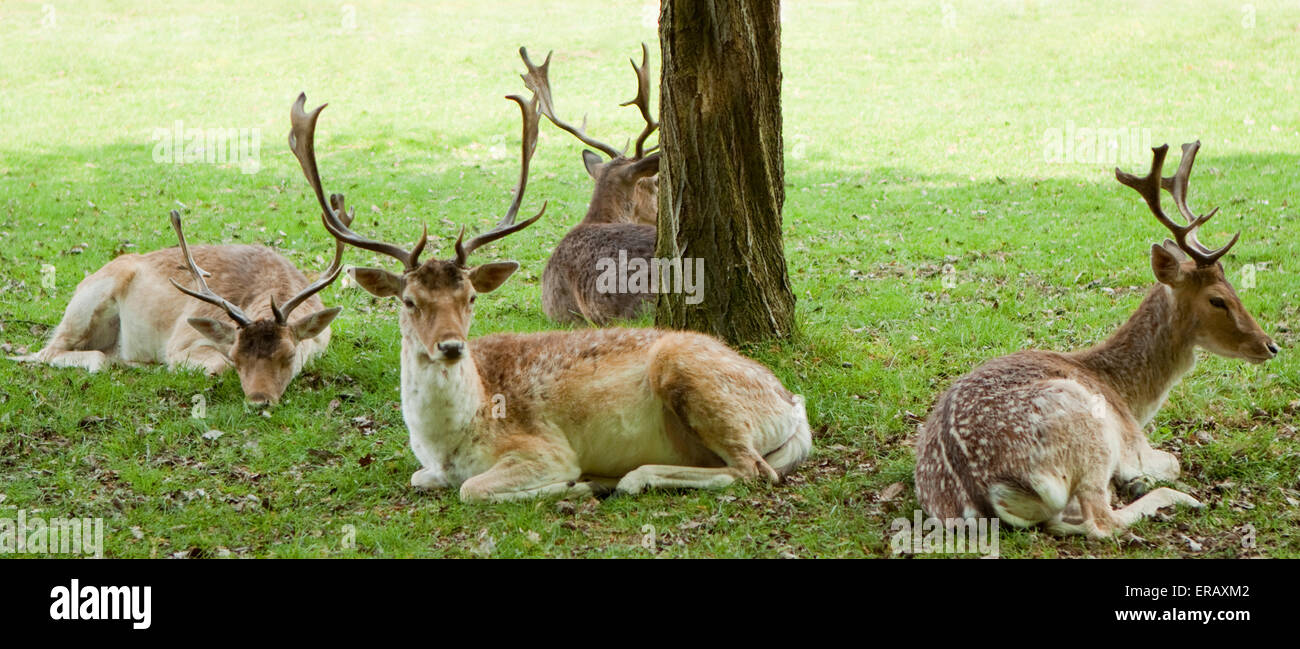 Resting deer on grass beneath tree Stock Photo - Alamy