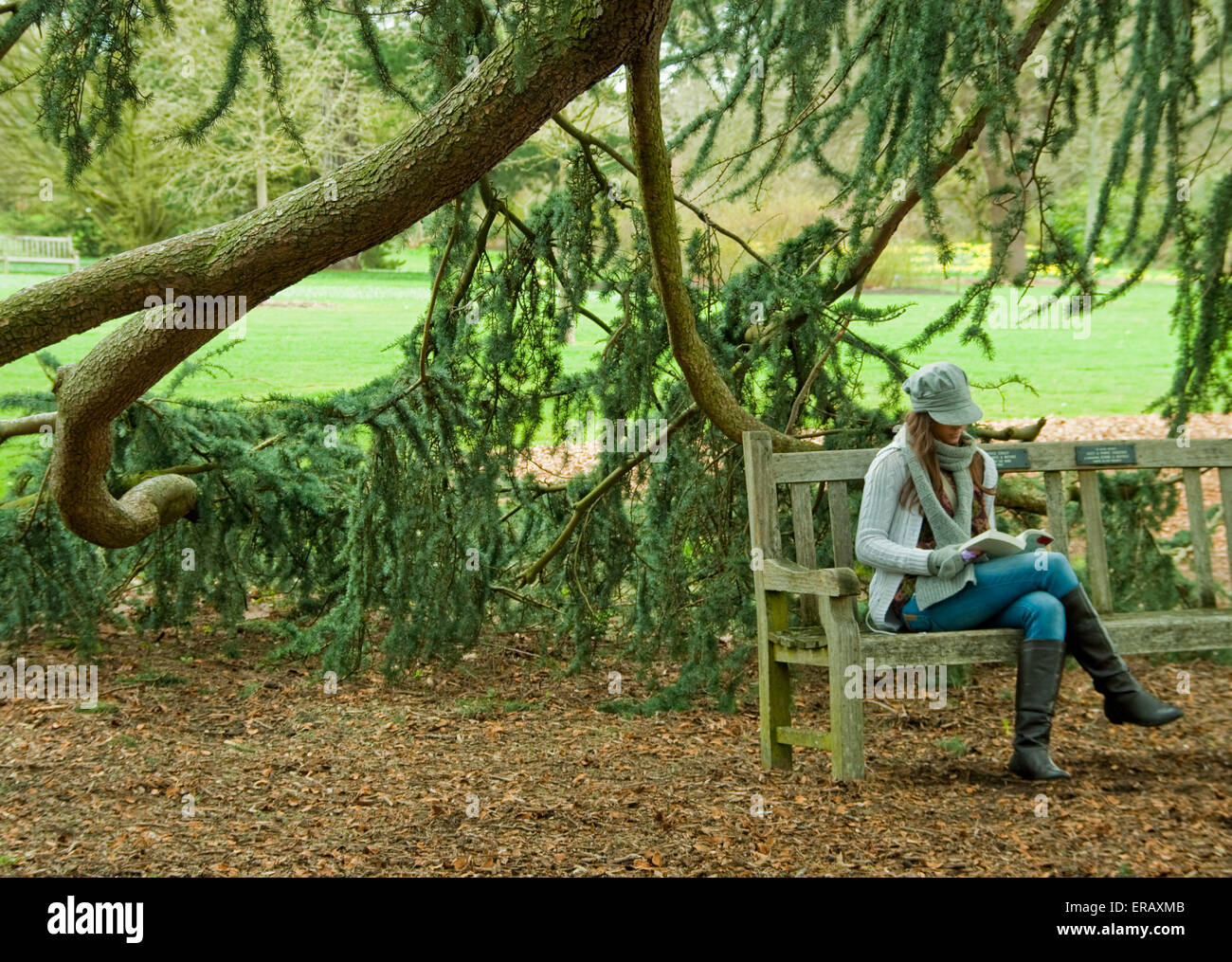 Lady reading on bench beneath tree Stock Photo - Alamy