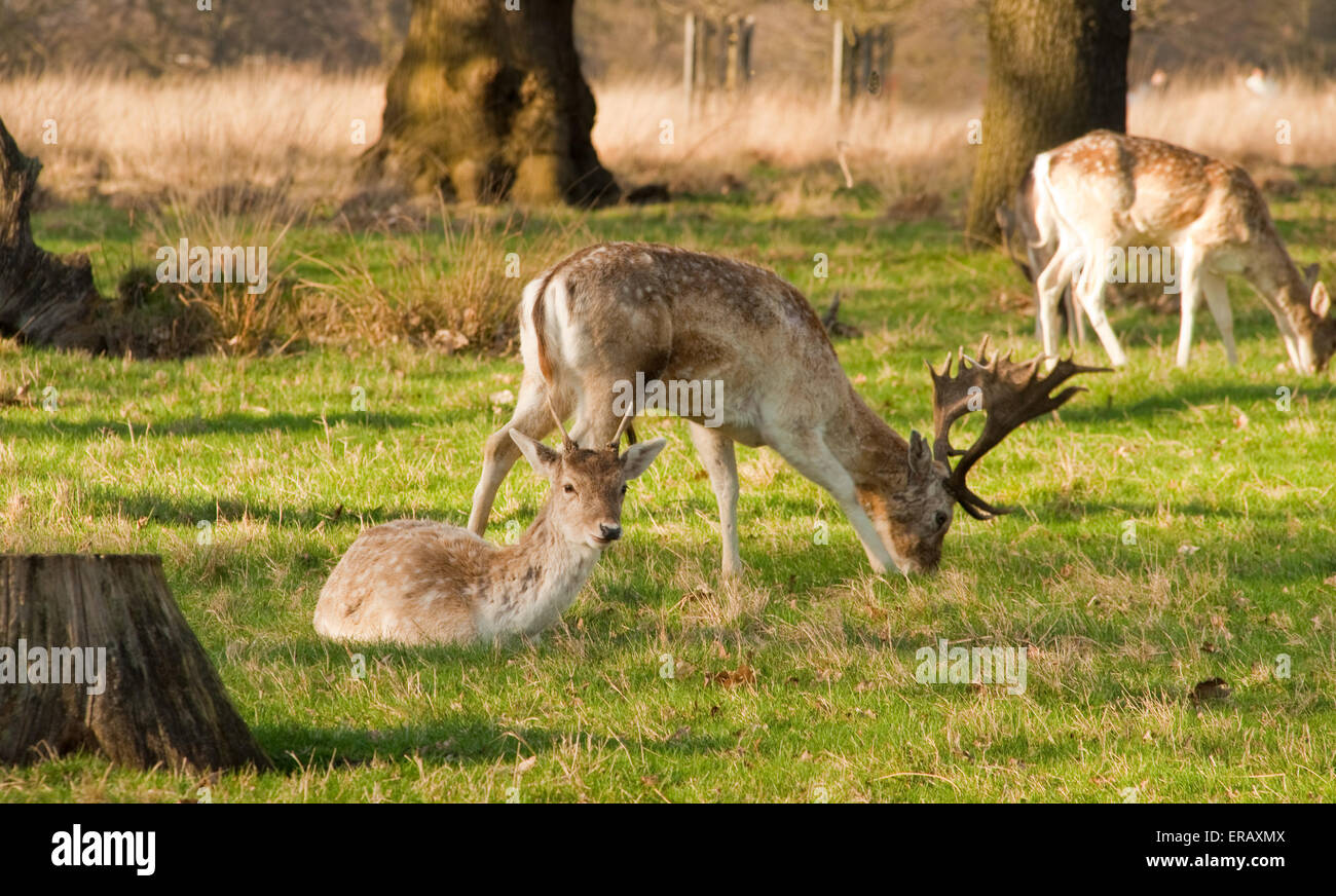 Sitting deer in grassy park Stock Photo - Alamy