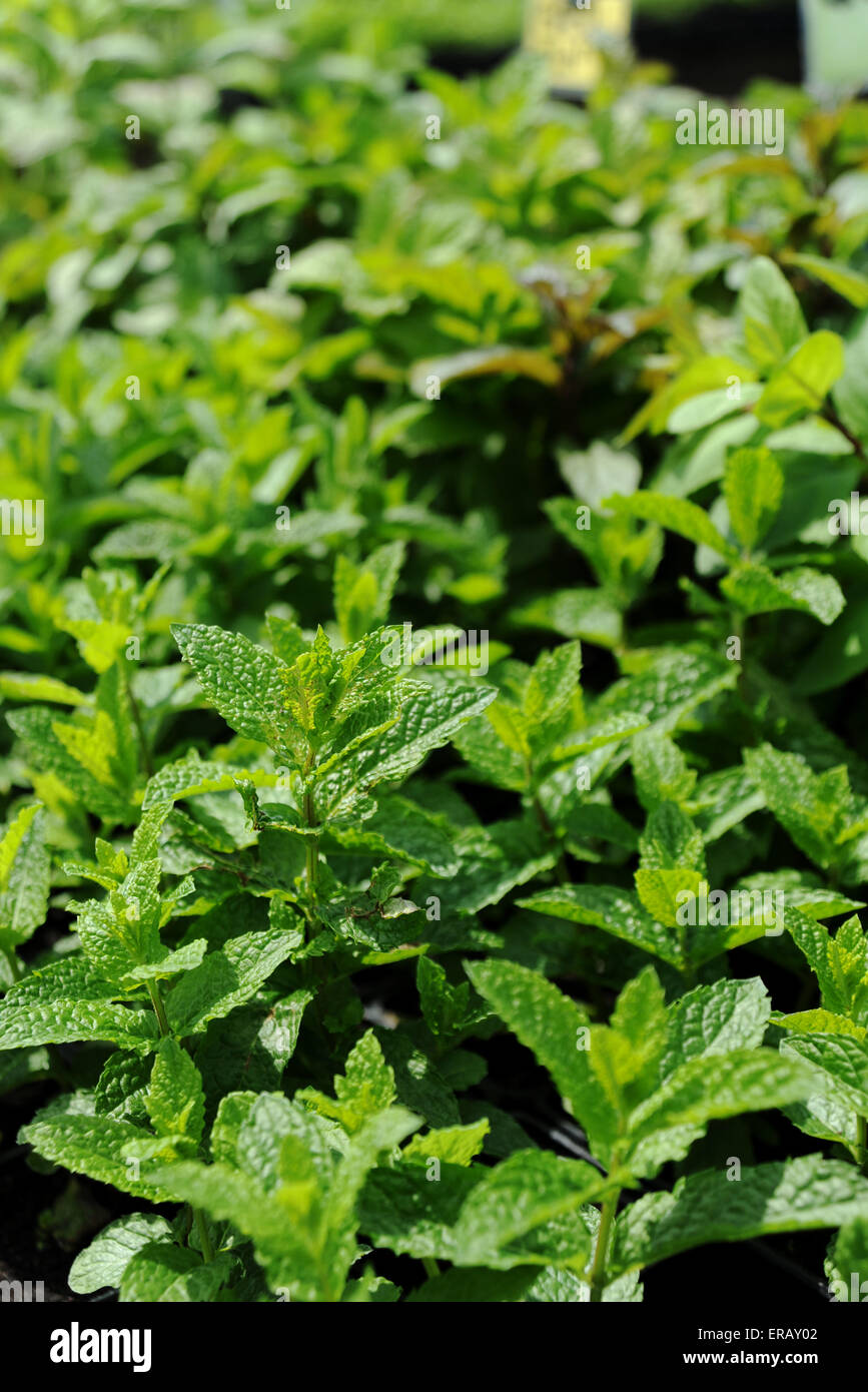 Garden mint herb at the Brighton and Hove Food and Drink Festival being ...