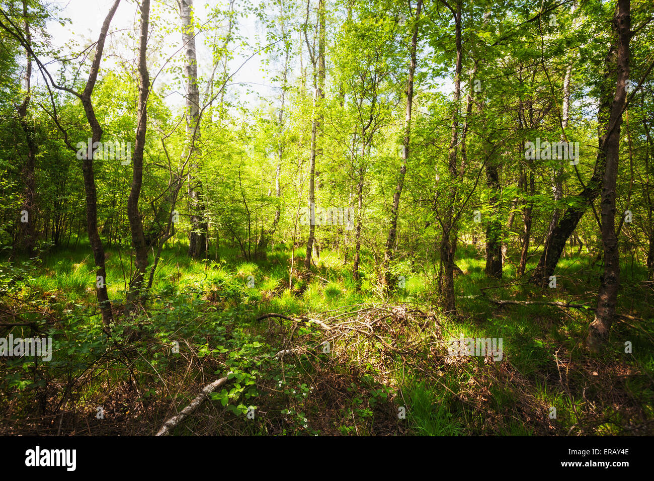 Beautiful green forest in spring. Nature reserve in Germany Stock Photo ...
