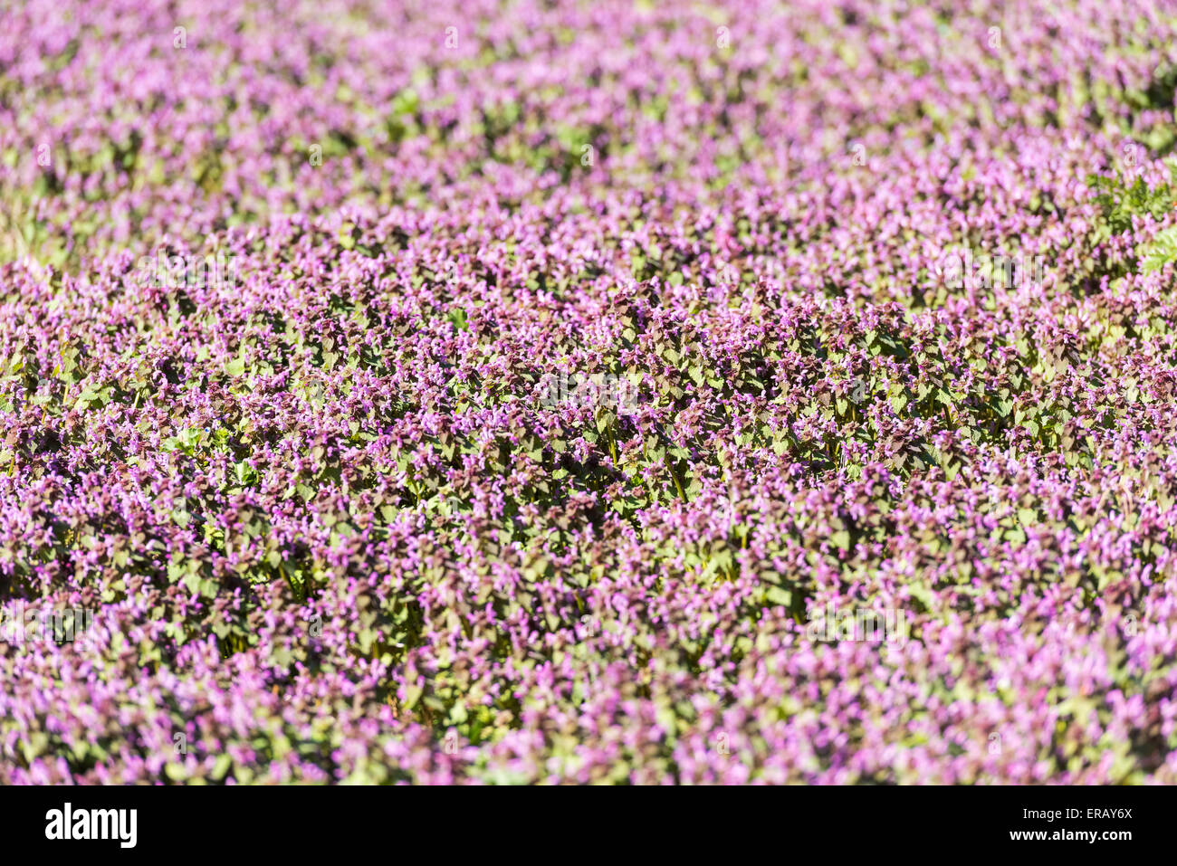 Purple Spring Flowers Field Blossom In Spring Stock Photo - Alamy