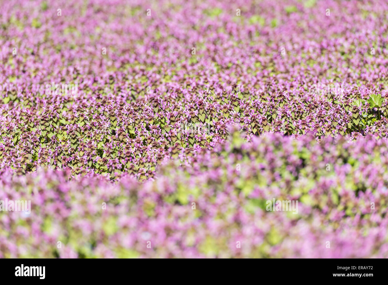 Purple Spring Flowers Field Blossom In Spring Stock Photo - Alamy