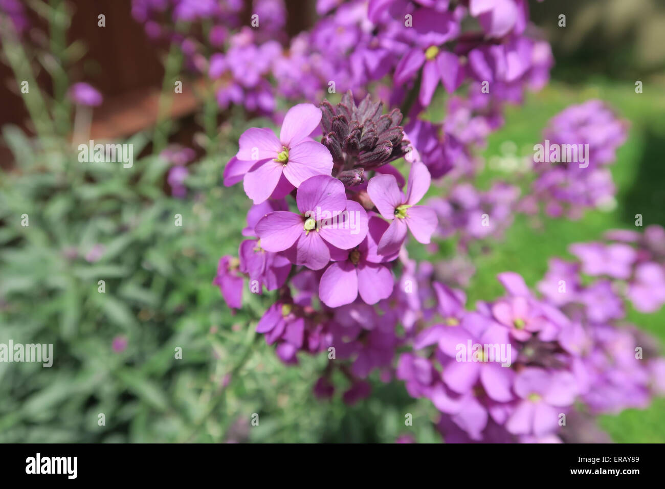 Beautiful purple flower erysimum bowles mauve hi-res stock photography ...