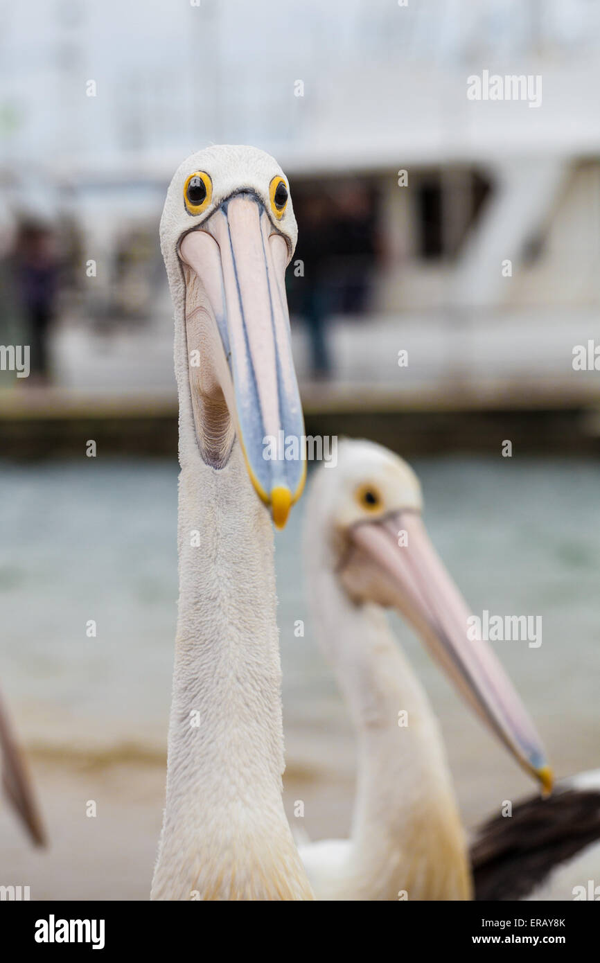 Funny pelican hi-res stock photography and images - Alamy