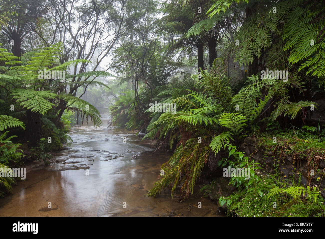 Rainforest mist australia hi-res stock photography and images - Alamy
