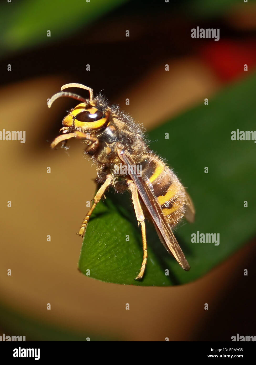 Macro photograph of an insect - wasp on plant leaves Stock Photo - Alamy