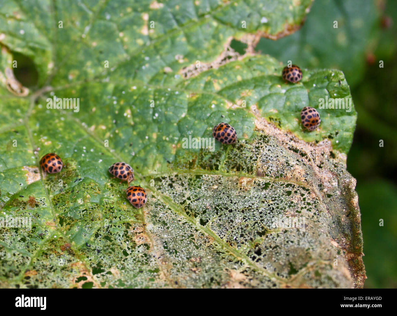 Insect pest of potato spotted ladybug - Epilachna vigintioctomaculata ...