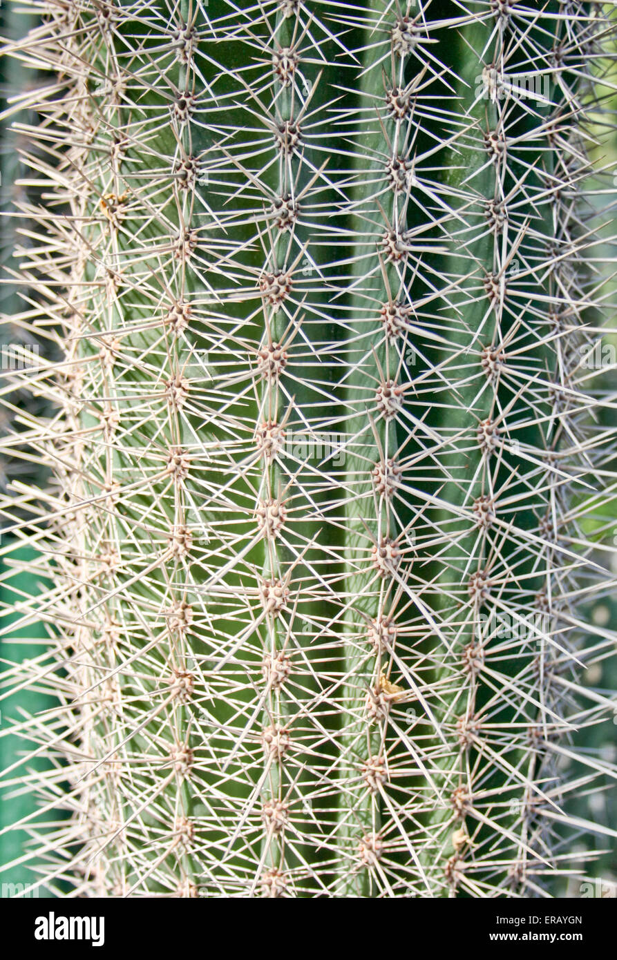 Natural pattern of thorns cactus plants - Cactaceae Stock Photo - Alamy