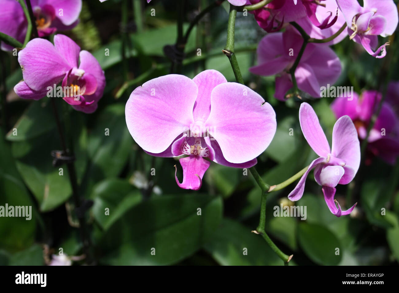 Beautiful, delicate orchid - Orchidaceae Stock Photo - Alamy