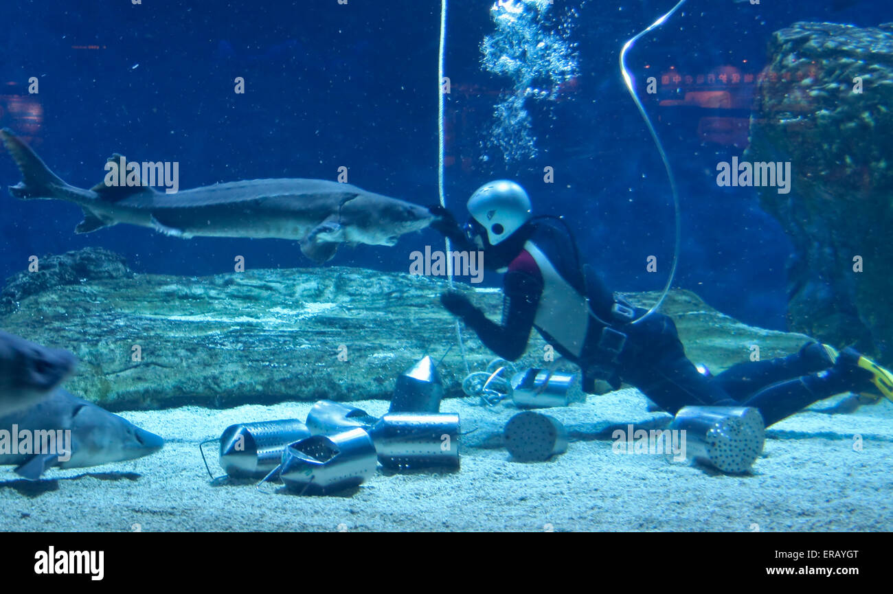 Fish care diver equipment expert hi-res stock photography and images ...