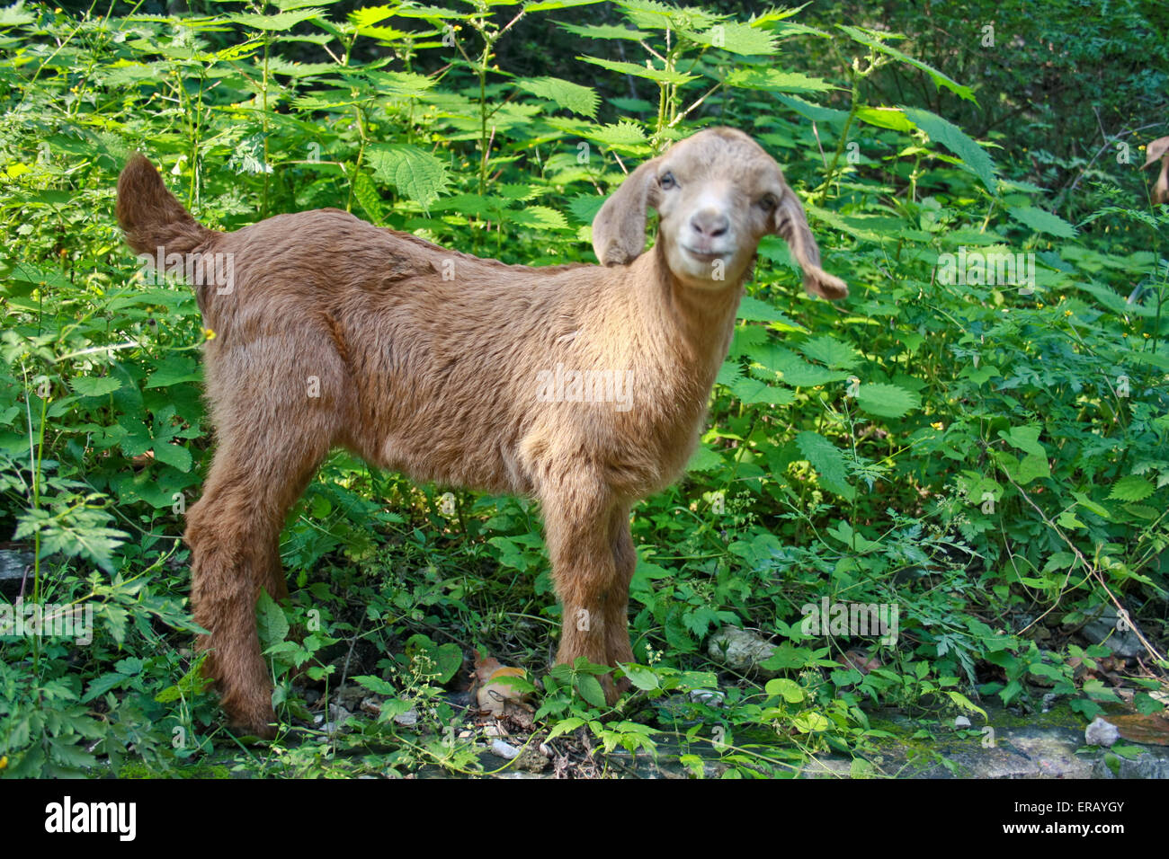 Funny baby Angora goat - Capra aegagrus Stock Photo - Alamy