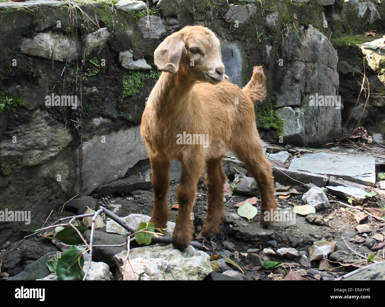 Funny baby Angora goat - Capra aegagrus Stock Photo - Alamy