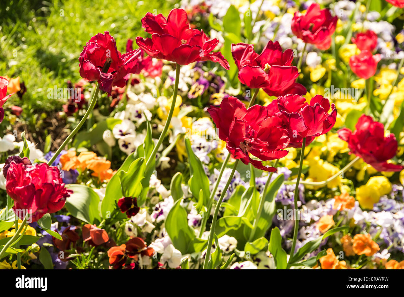 Red Tulip Garden In Spring Stock Photo - Alamy