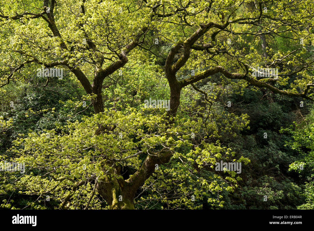 New leaves on an English Oak tree in spring with sunlight on the ...