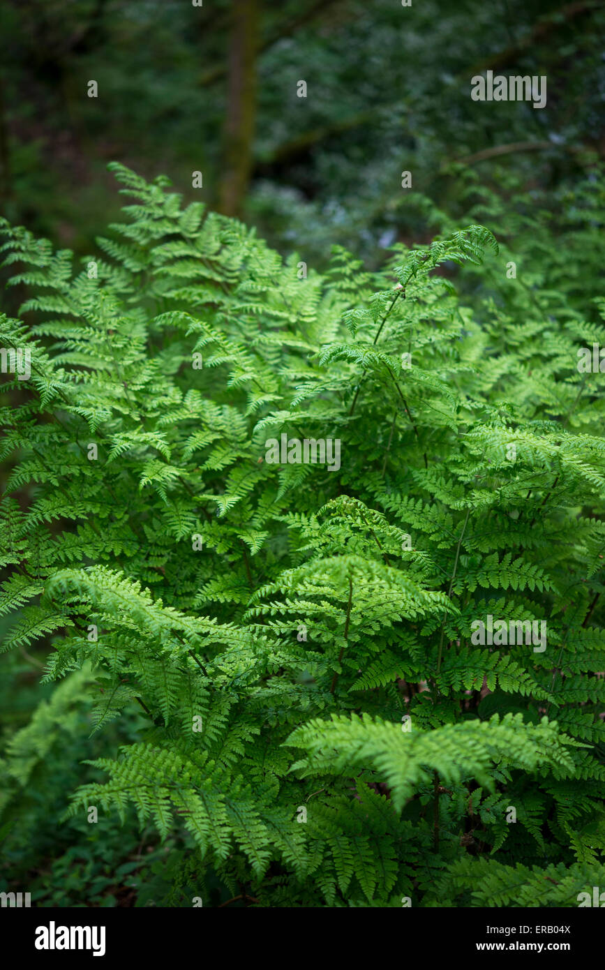 English ferns hi-res stock photography and images - Alamy