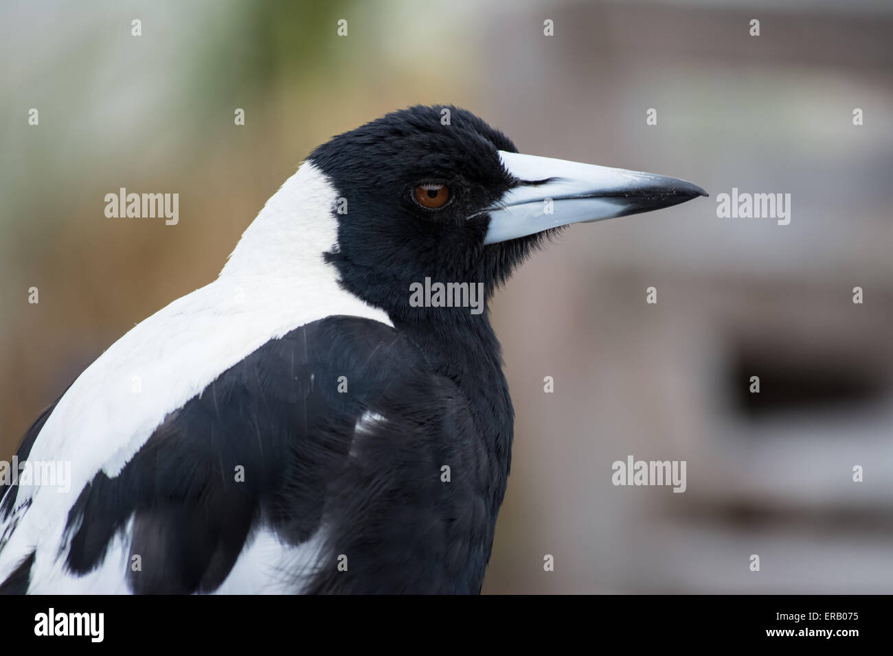 The beautiful Australian Magpie Stock Photo - Alamy