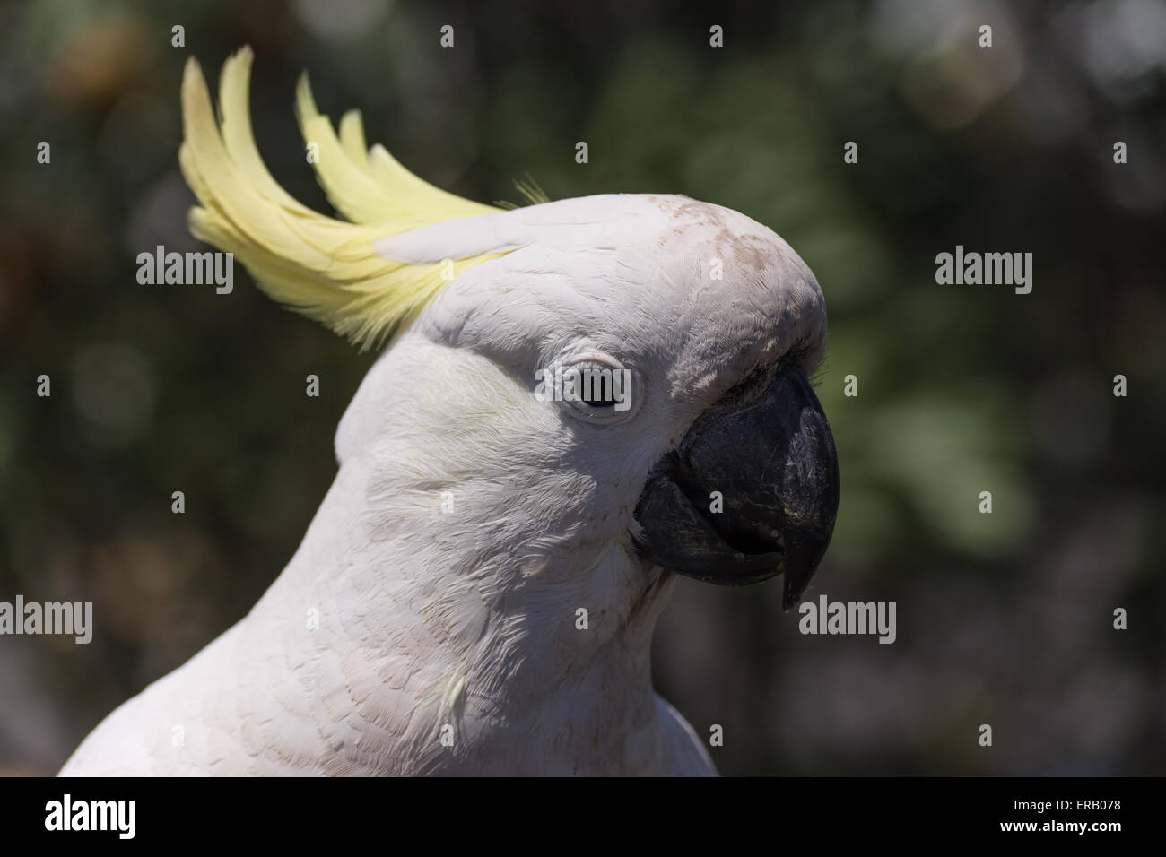 A beautiful Australian Cockatoo Stock Photo - Alamy