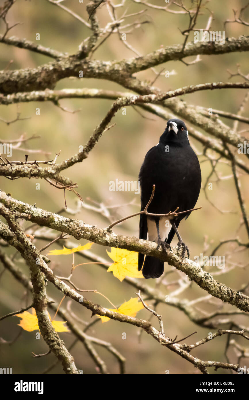 A Magpie perched in a tree in Emerald Lake park Victoria, Australia ...