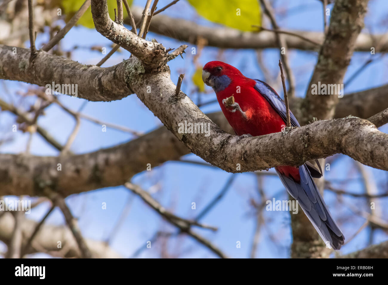 Australian rosella hi-res stock photography and images - Alamy