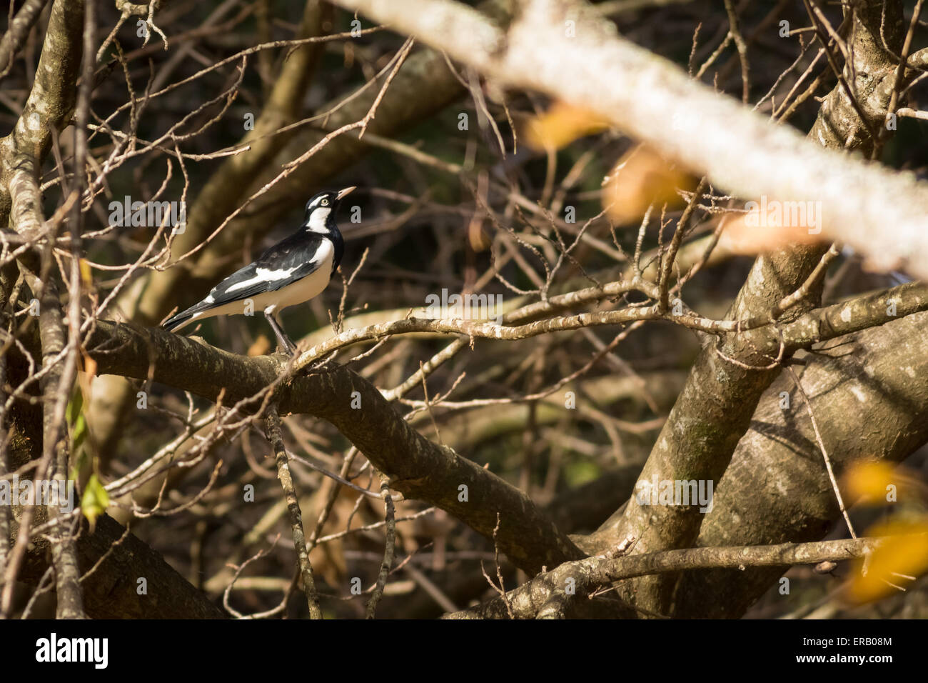 Lark tree hi-res stock photography and images - Alamy