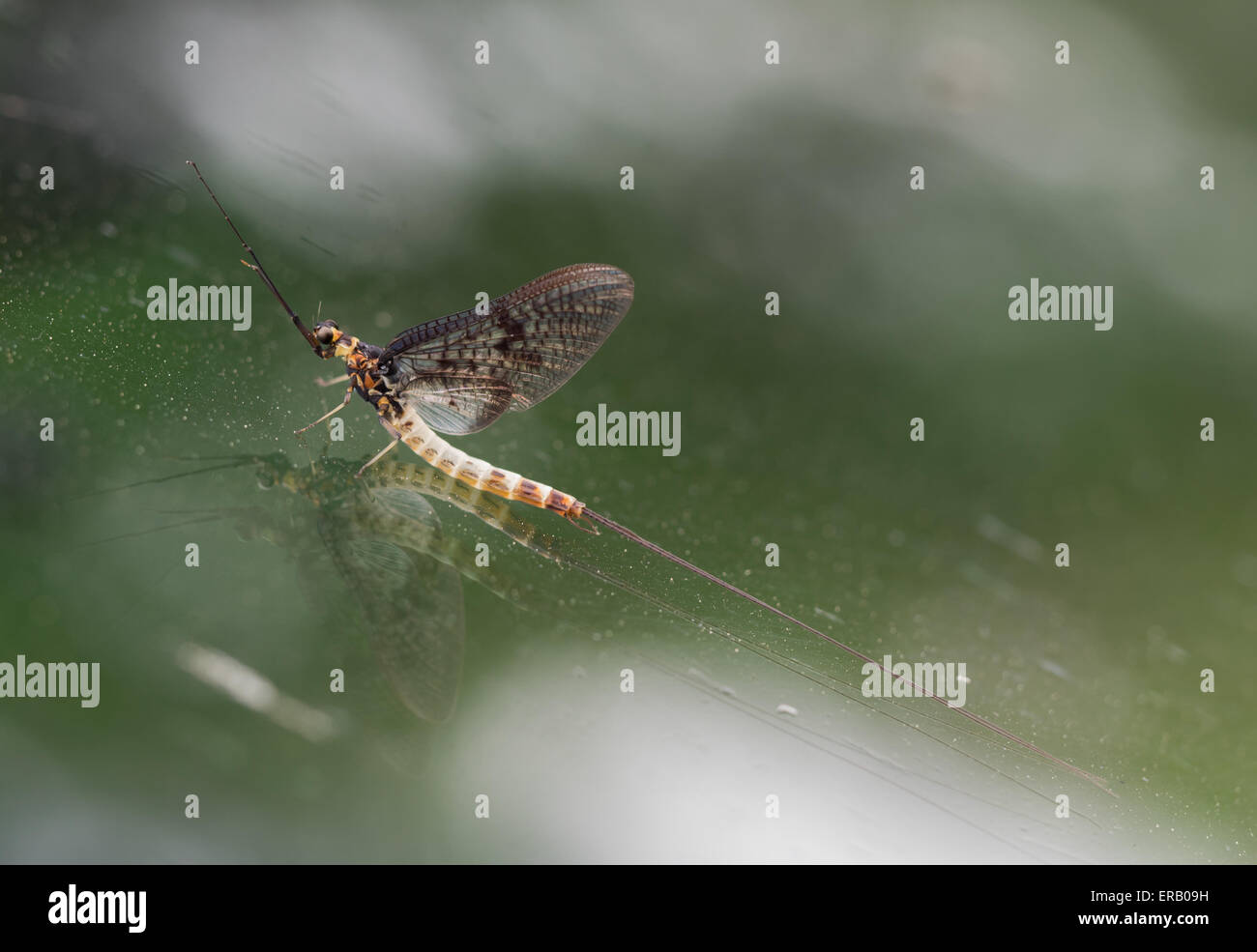 Mayfly on the River Test Stock Photo - Alamy