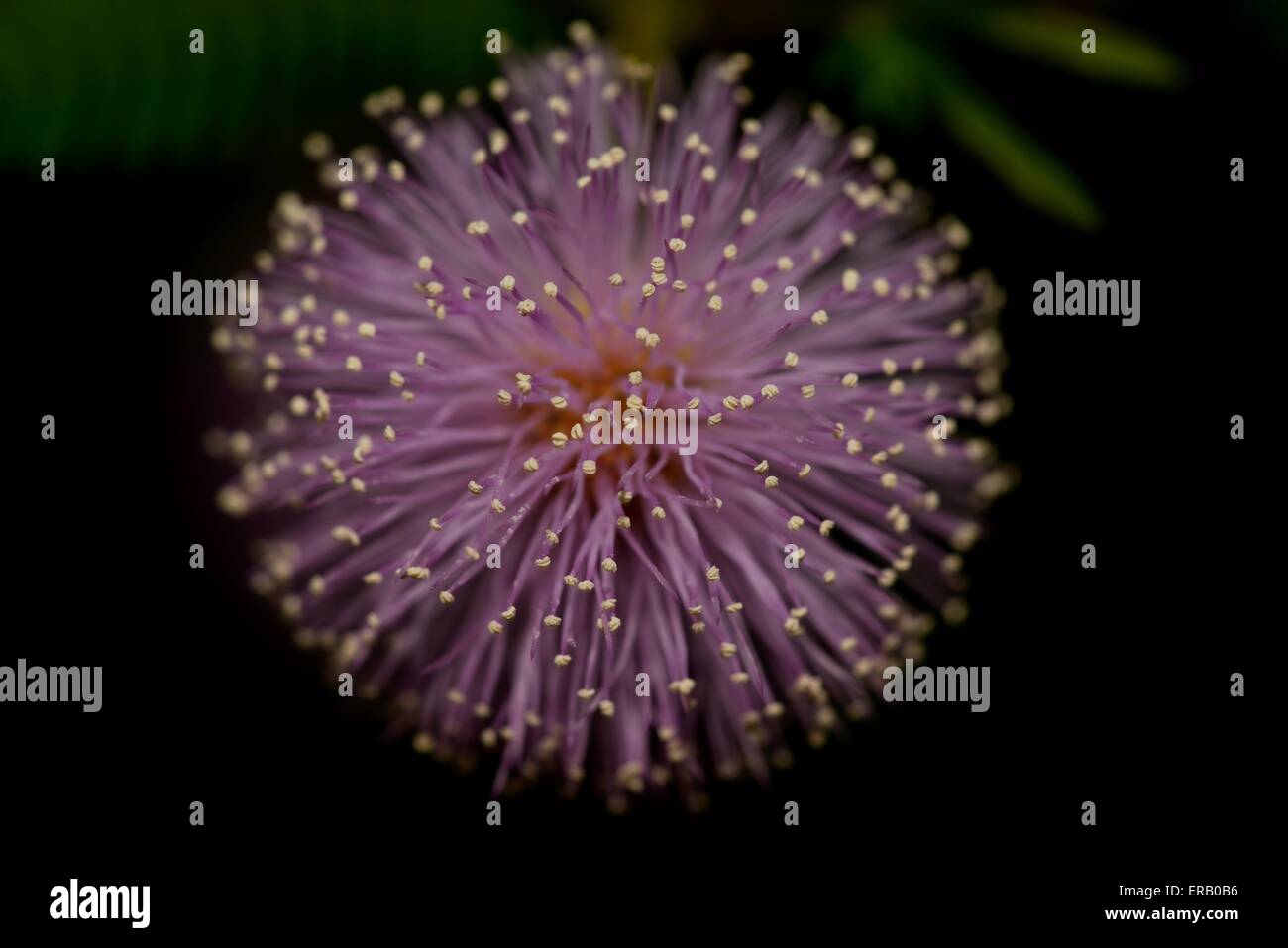 Mimosa leaf hi-res stock photography and images - Alamy